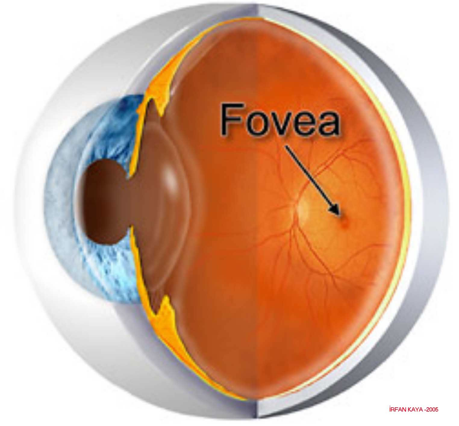 fovea - définition - What is