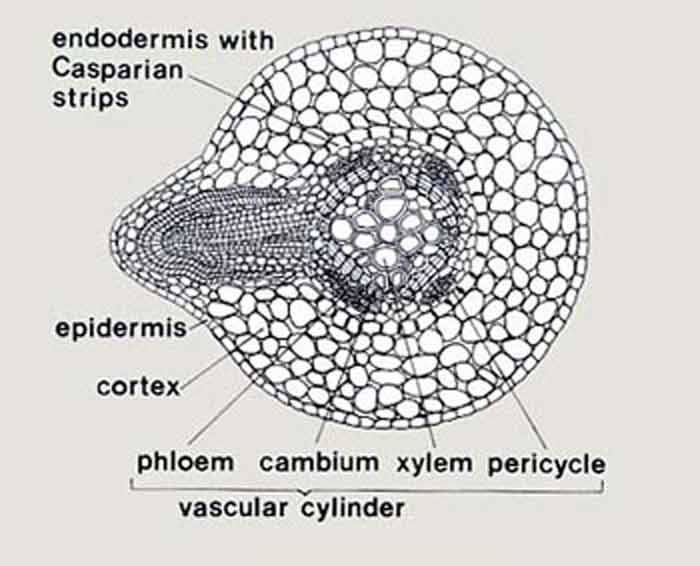 Endodermis Plant