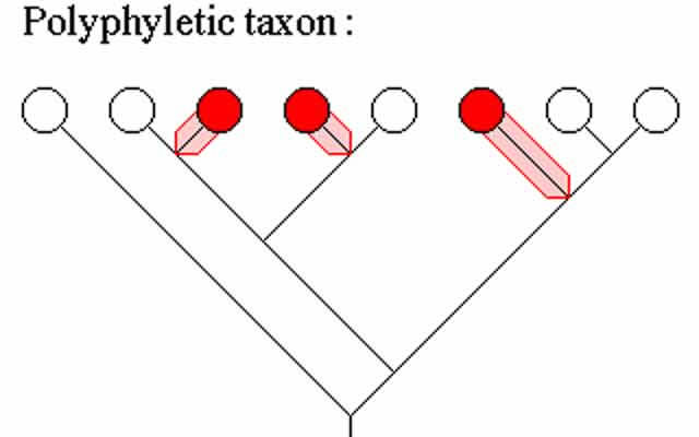 hg / Polyphyletik.jpg