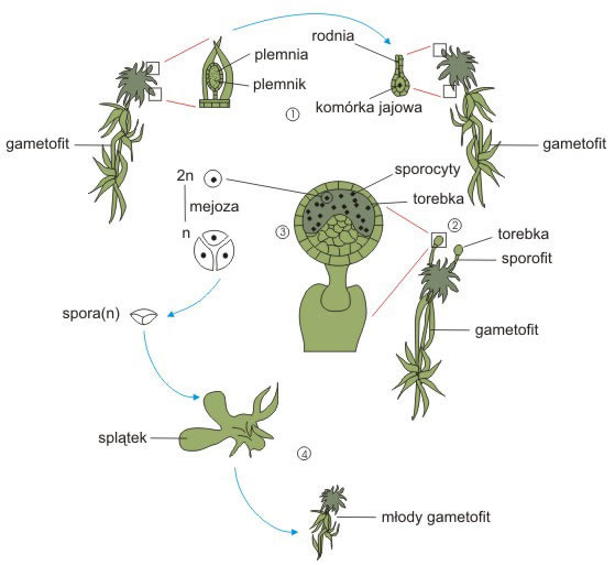 Sporofit / tosprfit (7).jpg